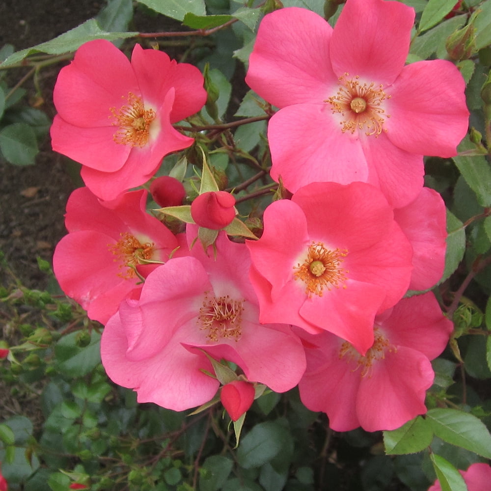 Heirloom Roses Rose Bush - Coral Meidiland® Landscape , Live Rose Plant - Walmart.com