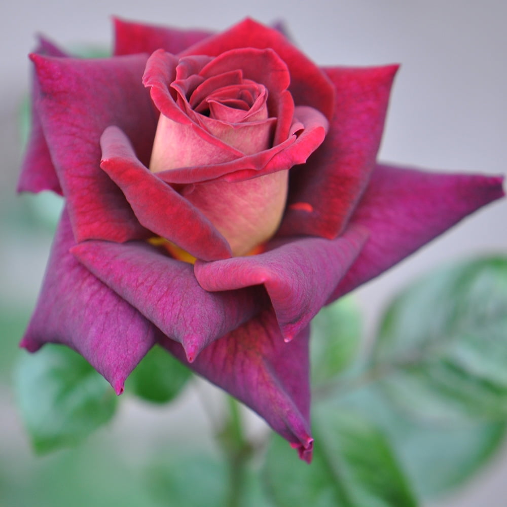 Heirloom Roses Rose Bush - Dark Night™ Hybrid Tea , Live Rose Plant ...