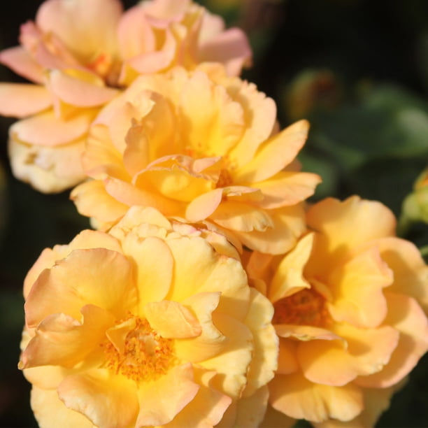 Heirloom Roses Rose Bush - Dawn Chorus Hybrid Tea , Live Rose Plant ...