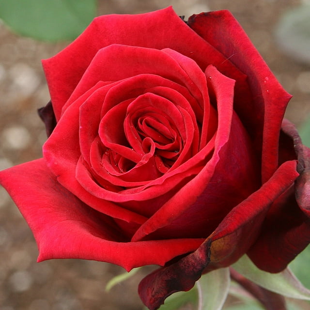 Heirloom Roses Rose Bush - Deep Secret Hybrid Tea , Live Rose Plant ...