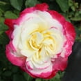 Heirloom Roses - Fragrant Double Delight Hybrid Tea Rose Bush, Live ...