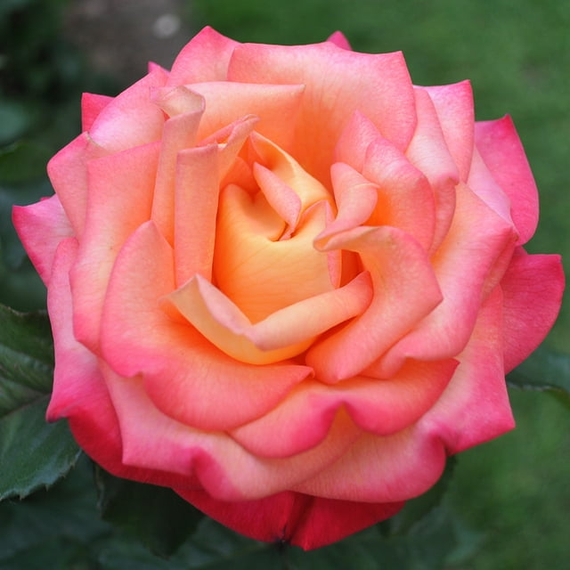 Heirloom Roses Dream Come True Grandiflora Rose Live Plants - Walmart ...