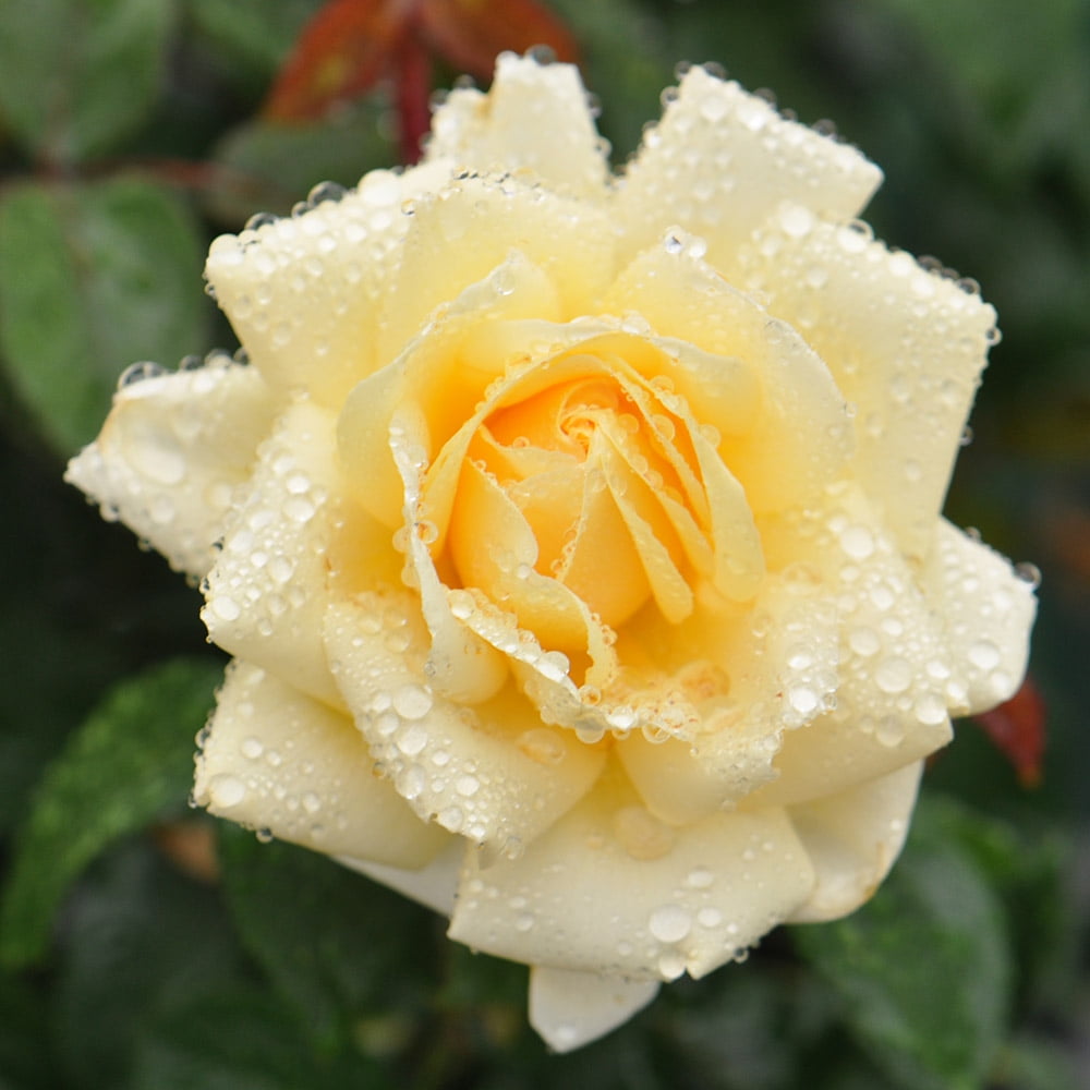 Heirloom Roses Rose Bush - Eleganza® Winter Sun Hybrid Tea , Live Rose ...