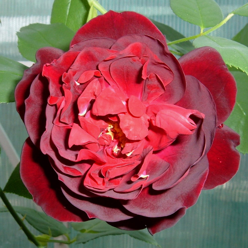 Heirloom Roses Rose Bush - Francis Dubreuil Tea Roses , Live Rose Plant ...