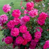 Heirloom Roses Pink Climbing Rose Bush Live Plant, Highwire Flyer™, 6 ...