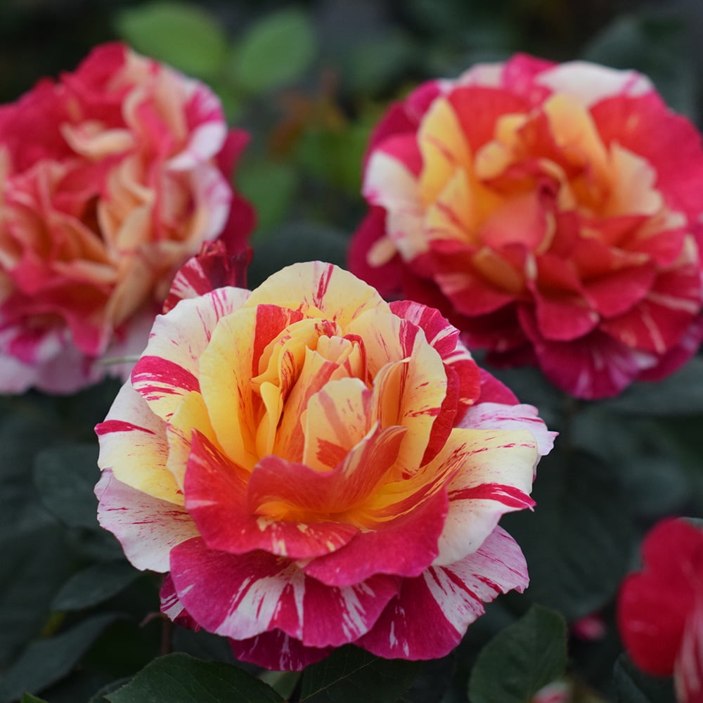 Heirloom Roses Rose Bush - Maurice Utrillo® Hybrid Tea , Live Rose ...