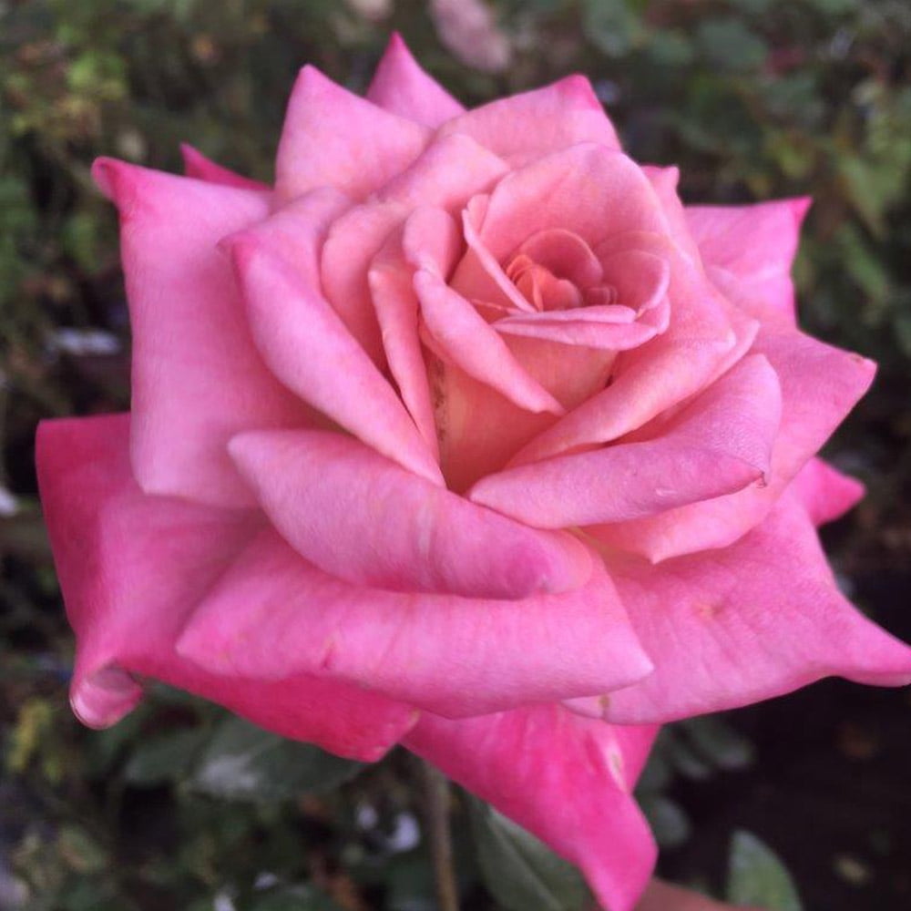 Heirloom Roses - Muzi-Lucia Hybrid Tea, Lavender Bouquet, Ready Flowers for Garden, Delivered ...