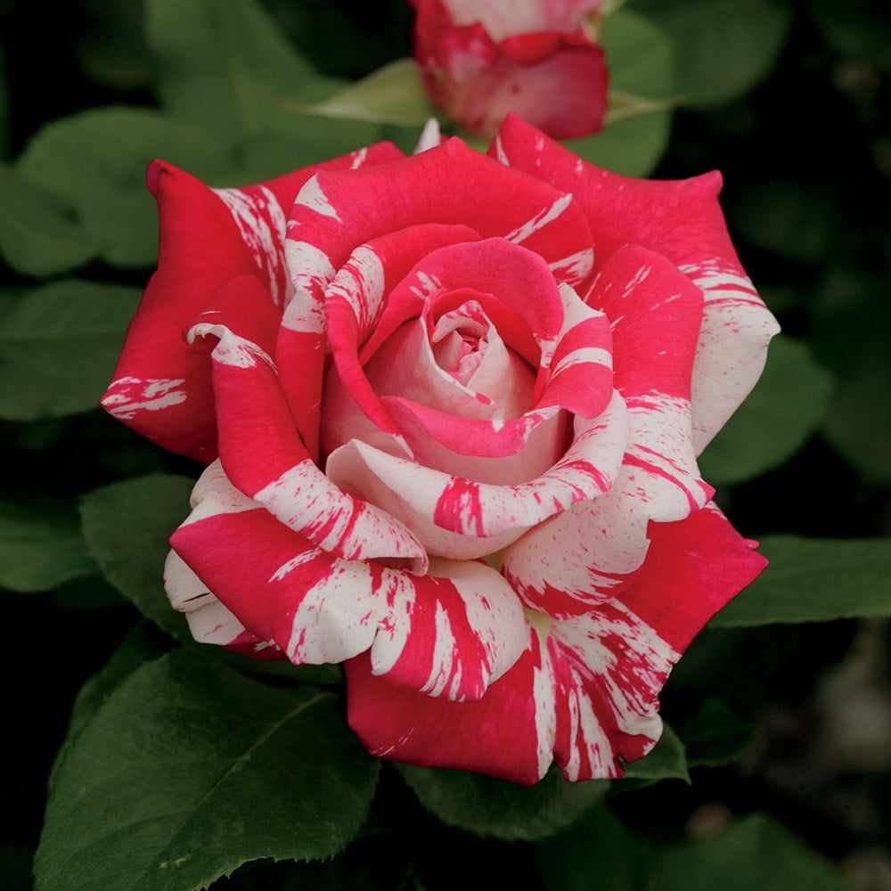 Heirloom Roses Rose Bush - Neil Diamond Hybrid Tea , Live Rose Plant ...