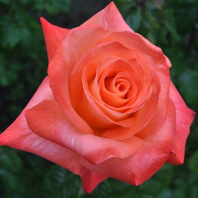 Heirloom Roses Rose Bush - Octoberfest™ Grandiflora Rose Plant ...