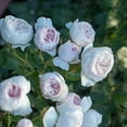 Heirloom Roses, Earth Angel Floribunda Rose Bush, Fragrant Pink Peony ...