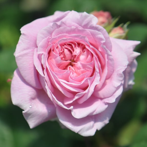 Heirloom Roses Rose Bush - Parfuma® Summer Romance Floribunda , Live ...