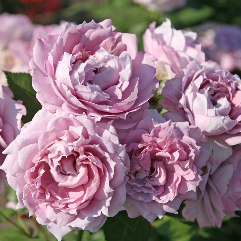 Heirloom Roses Rose Bush - Poseidon™ Floribunda , Purple Live Rose ...