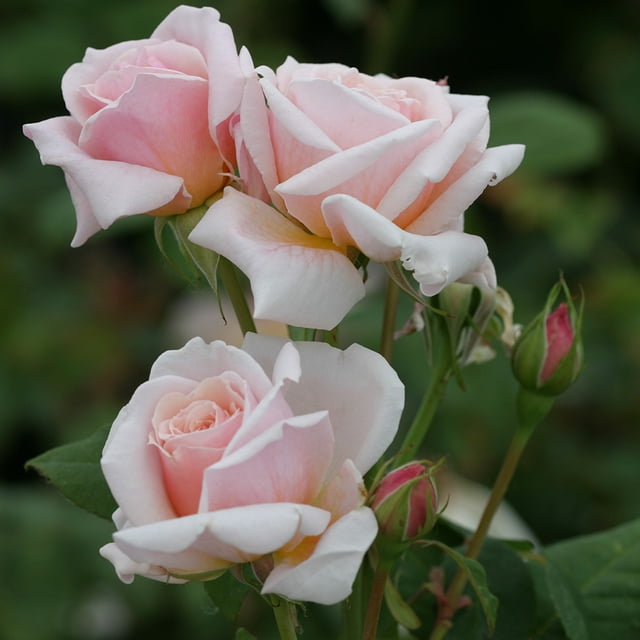 Heirloom Roses Rose Bush - Quietness Hardy , Live Rose Plant - Walmart.com