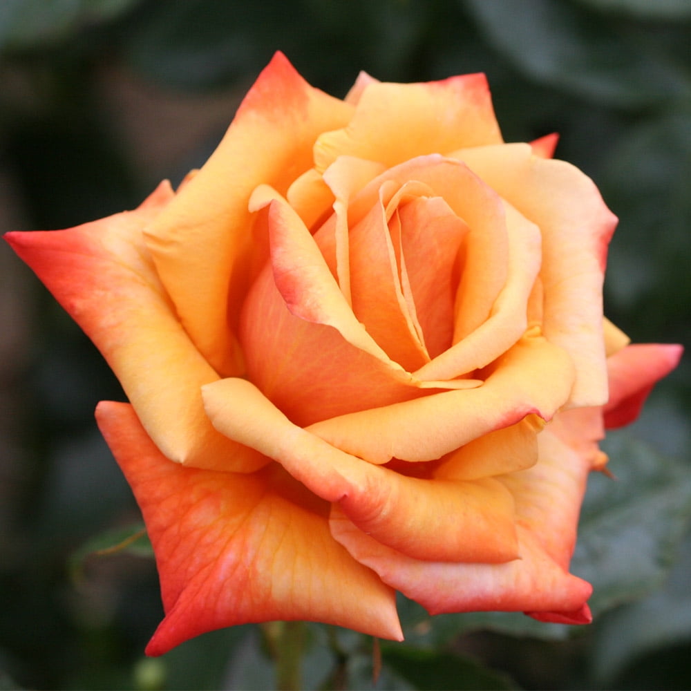 Heirloom Roses Rose Bush - Remember Me® Hybrid Tea , Live Rose Plant ...