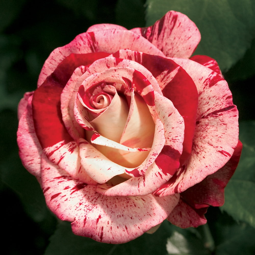 Heirloom Roses Rose Bush - Rock & Roll™ Grandiflora , Live Rose Plant ...