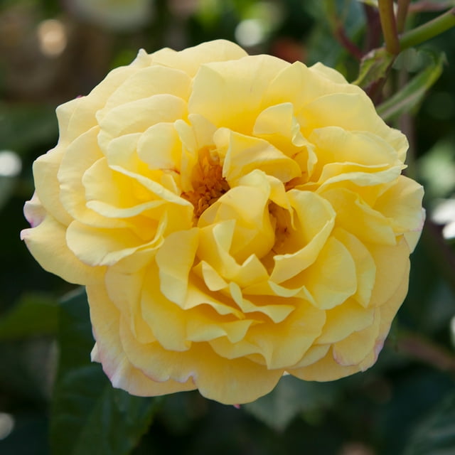 Heirloom Roses - Hybrid Rugelda Rugosa Yellow Live Plant, Double Bloom ...