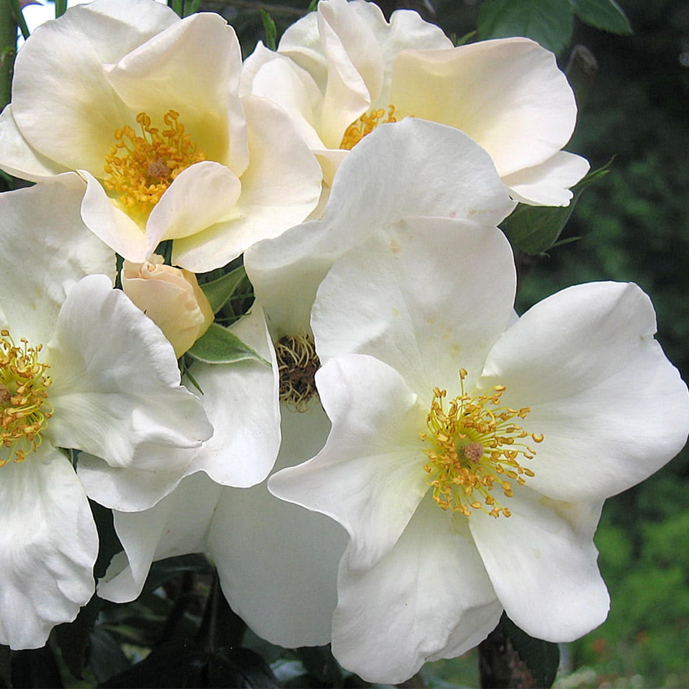 Heirloom Roses Rose Bush - Sally Holmes White Shrub Rose Plant ...