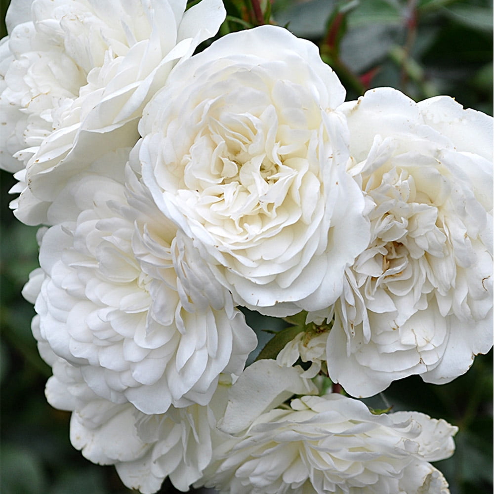 Heirloom Roses White Rose Bush Live Plants - Walmart.com