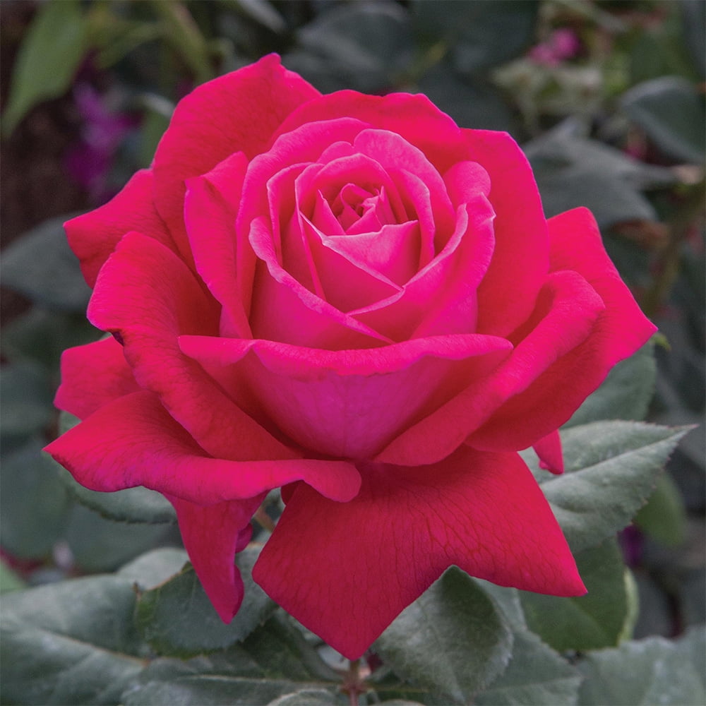 Heirloom Roses Sweet Spirit Grandiflora Rose Live Plants - Walmart.com