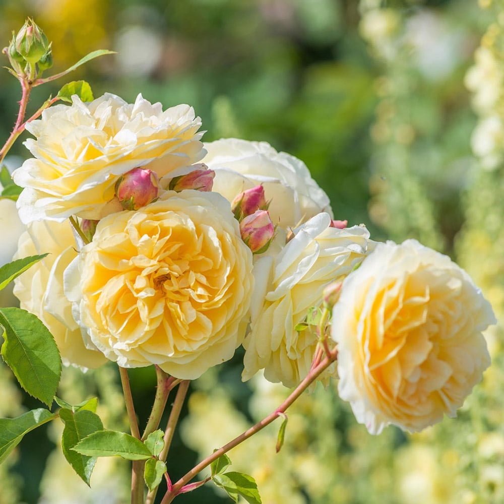 Heirloom Roses Rose Bush - Teasing Georgia™ David Austin , Yellow Live ...