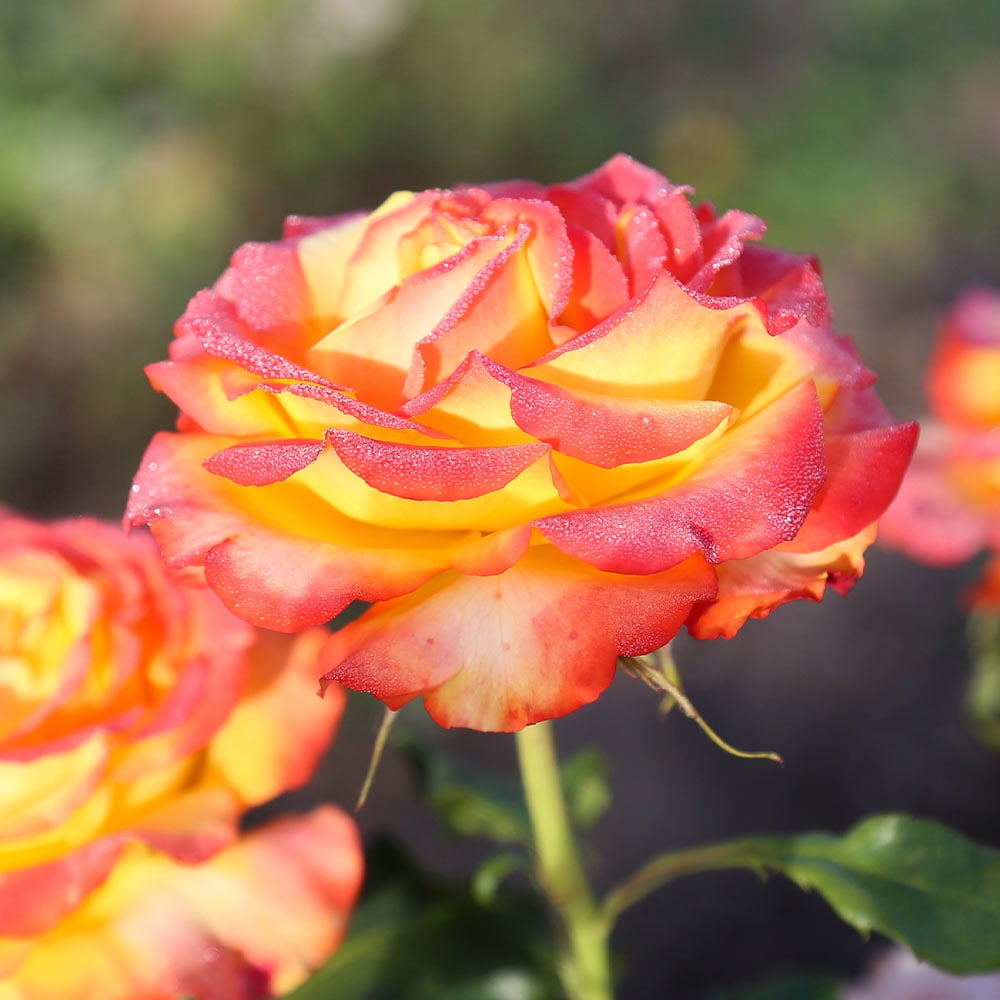 Heirloom Roses Tequila Sunrise Rose Bush, Live Rose Plant, Yellow and ...