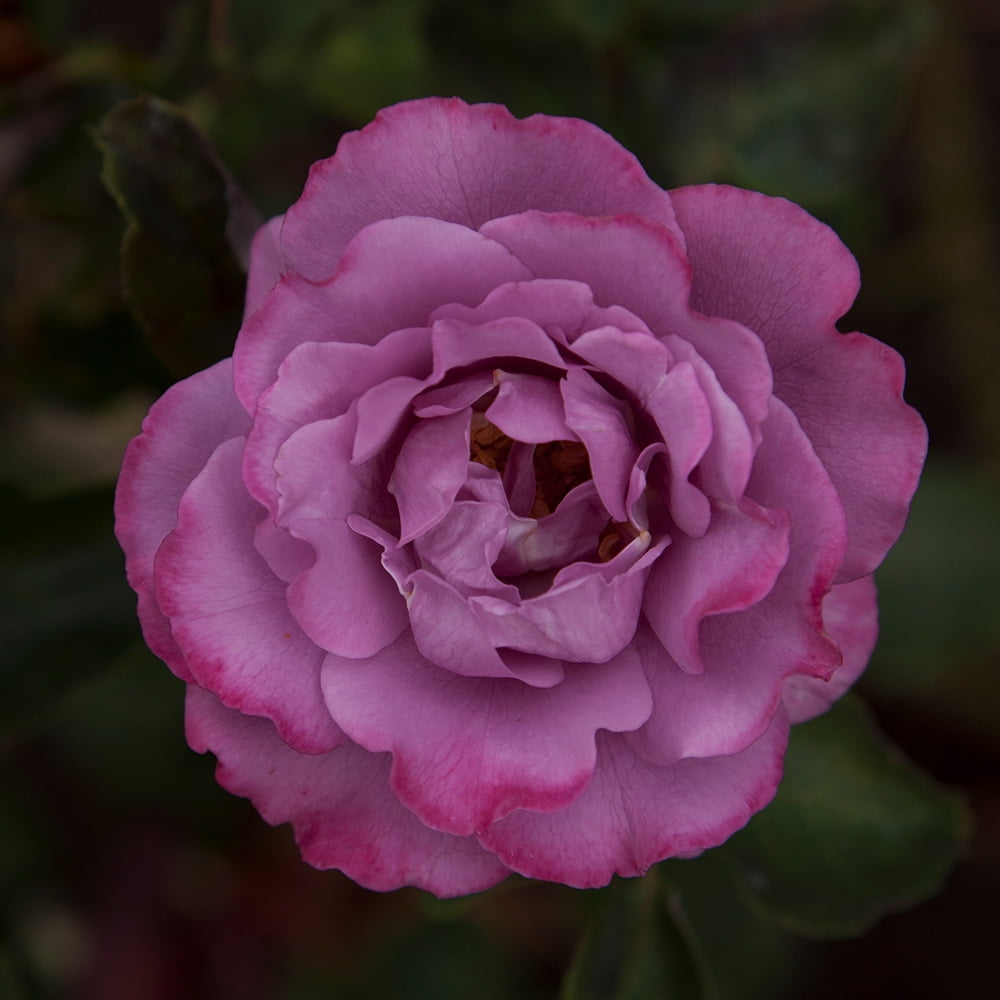 Heirloom Roses - Angel Face Rose Bush, Live Purple Fragrant Outdoor ...