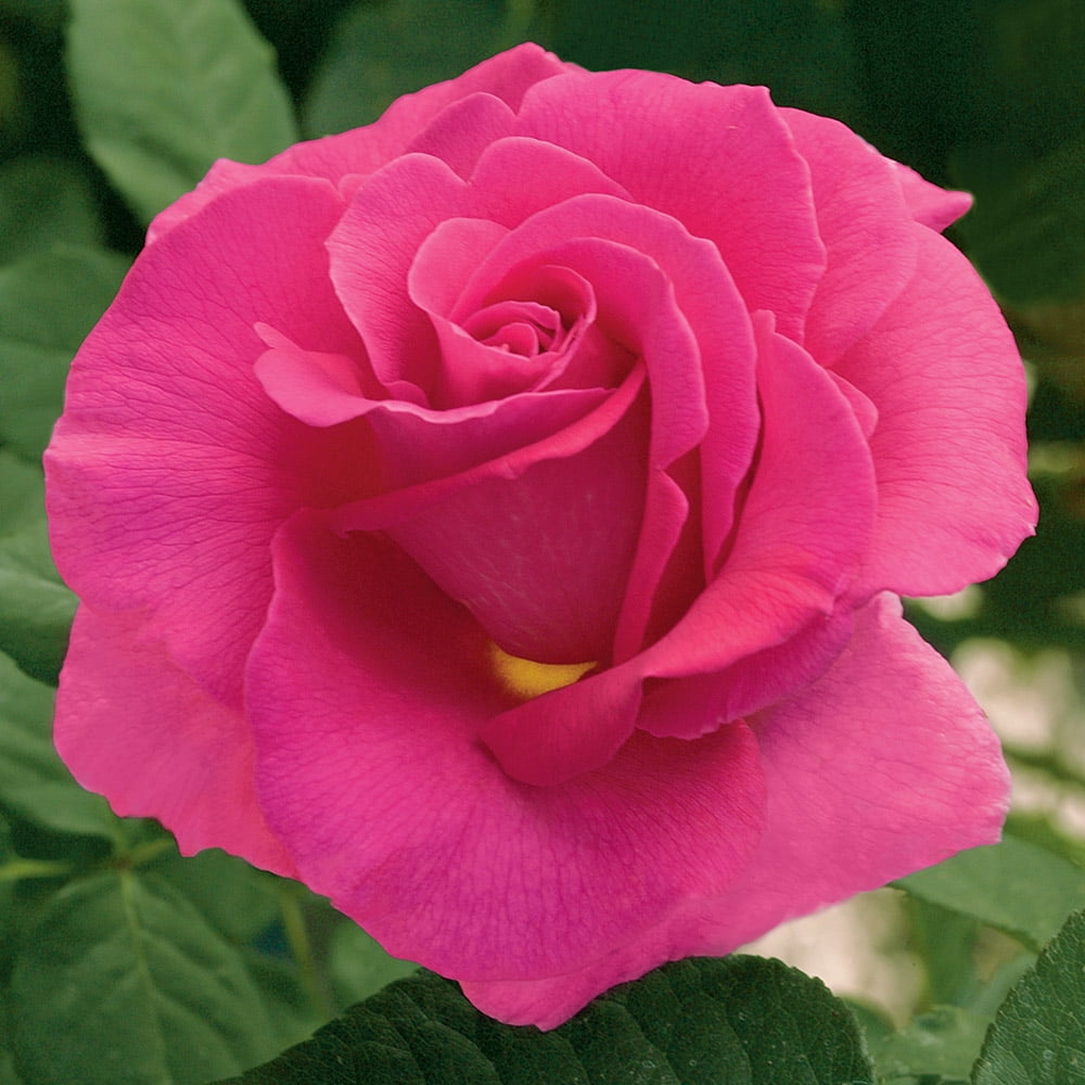 Heirloom Roses Rose Bush - The Gentle Giant™ Hybrid Tea Plant , Live ...