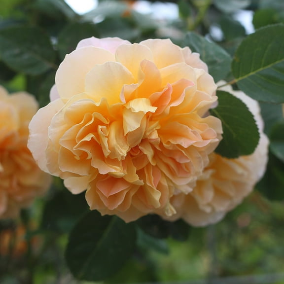 Climbing Roses Bushes