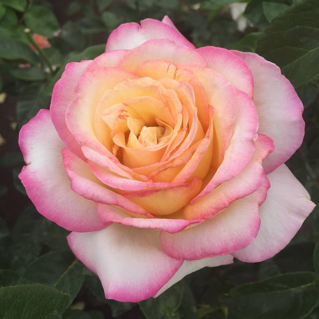 Heirloom Roses Rose Bush - The Peace Hybrid Tea Plant , Live Fragrant ...