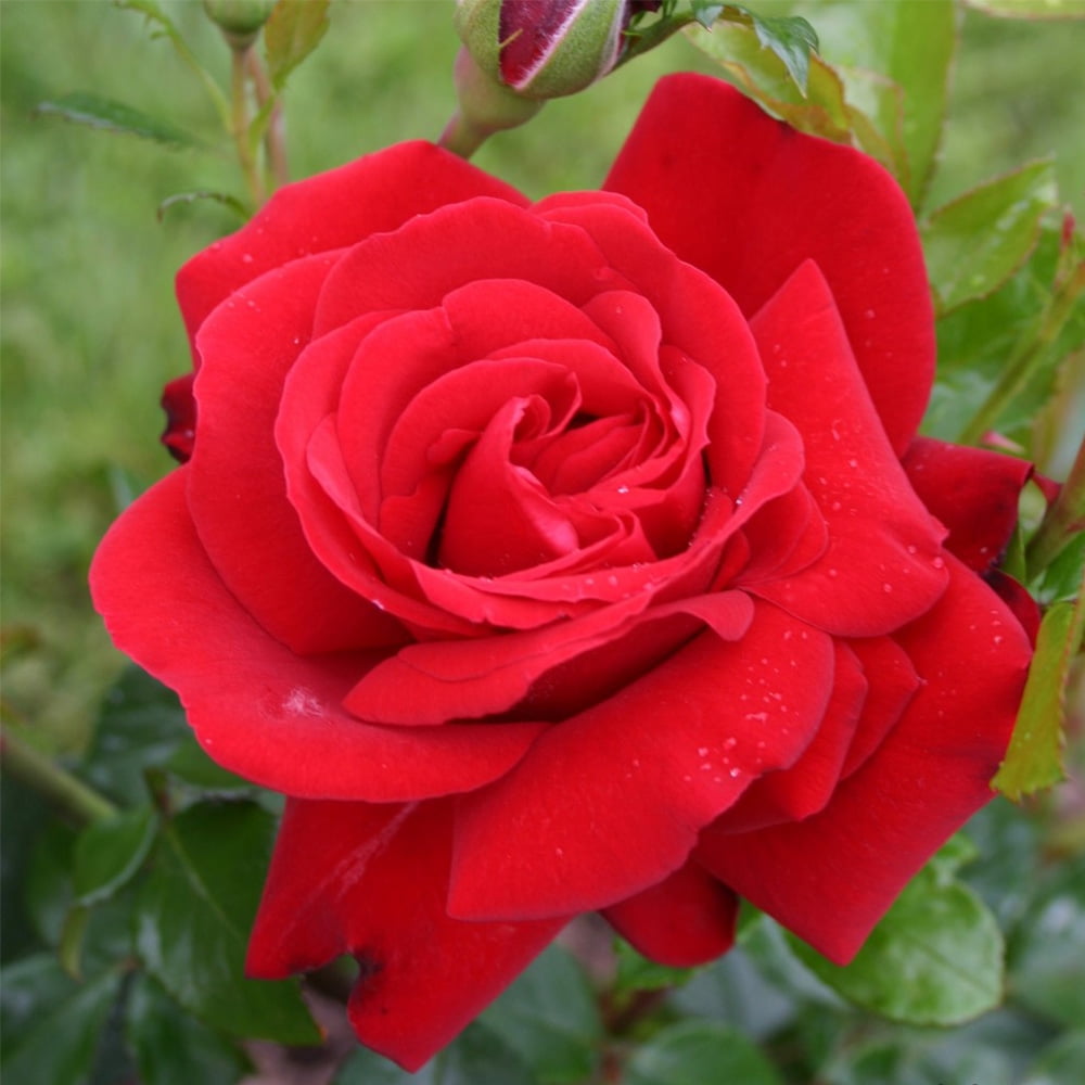 Heirloom Roses Rose Bush - The Sunbelt® Desmond Tutu Plant , Live ...