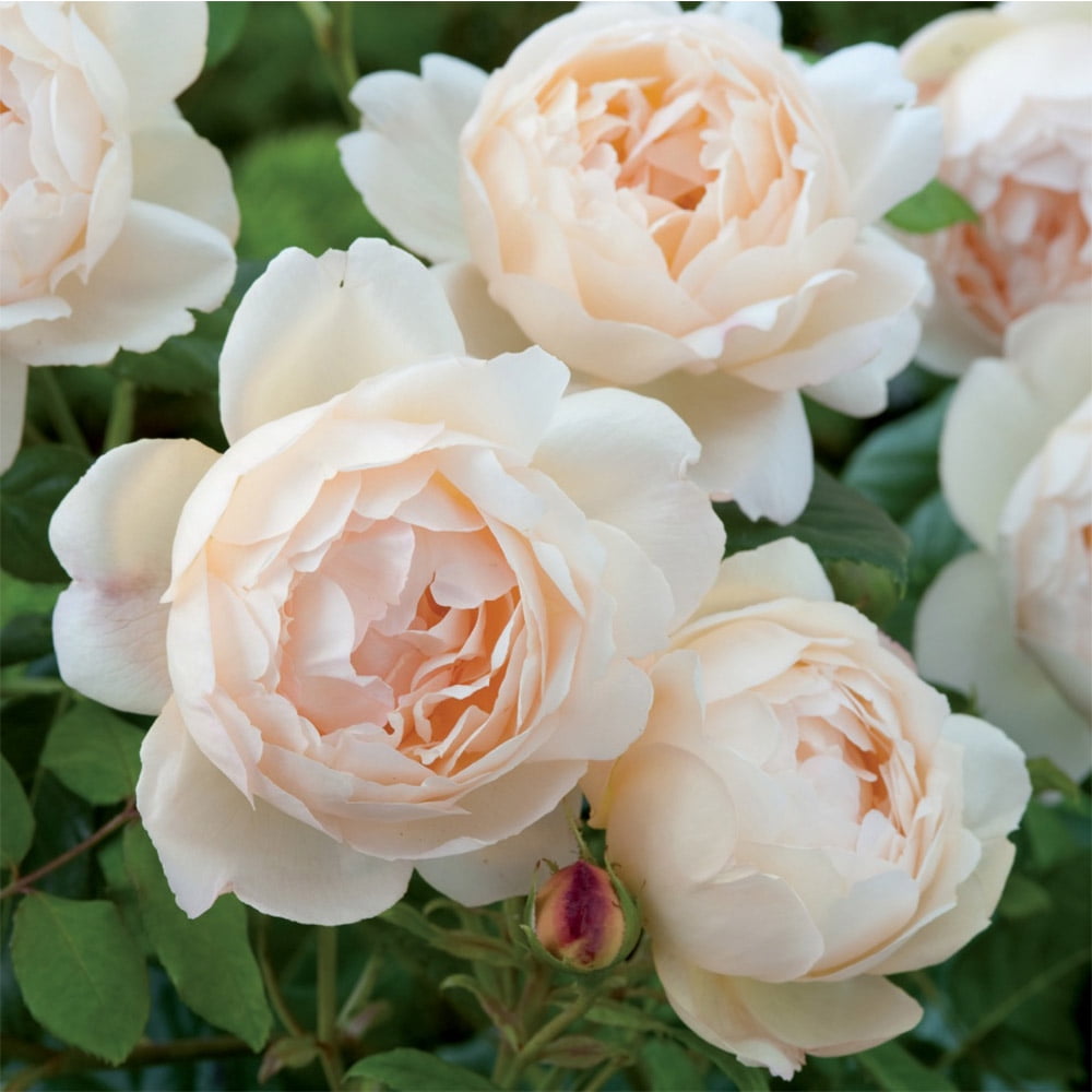 Heirloom Roses - Wollerton Old Hall David Austin Rose Bush, Live ...