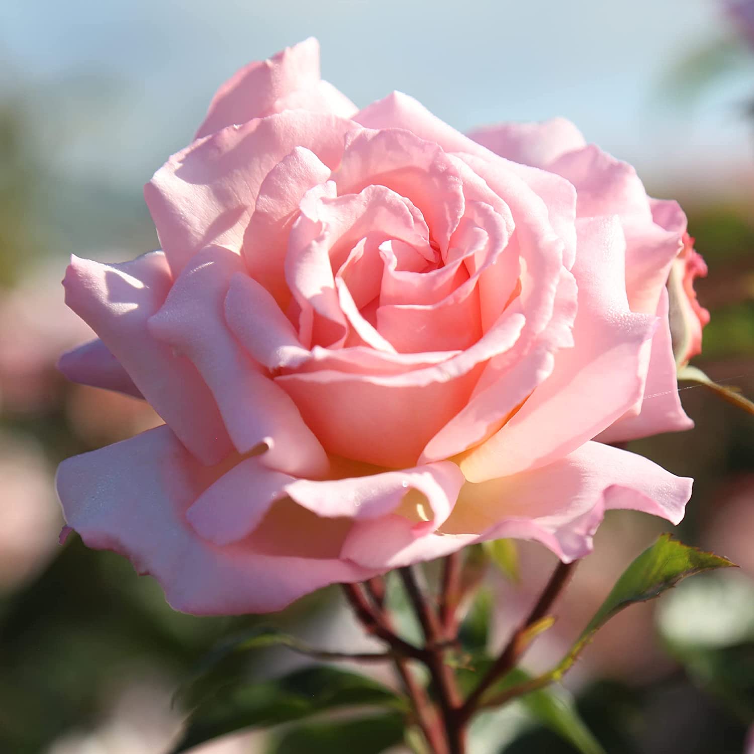 Heirloom Roses Rose Plant - Compassion® Rose Bush, English Legend Live ...