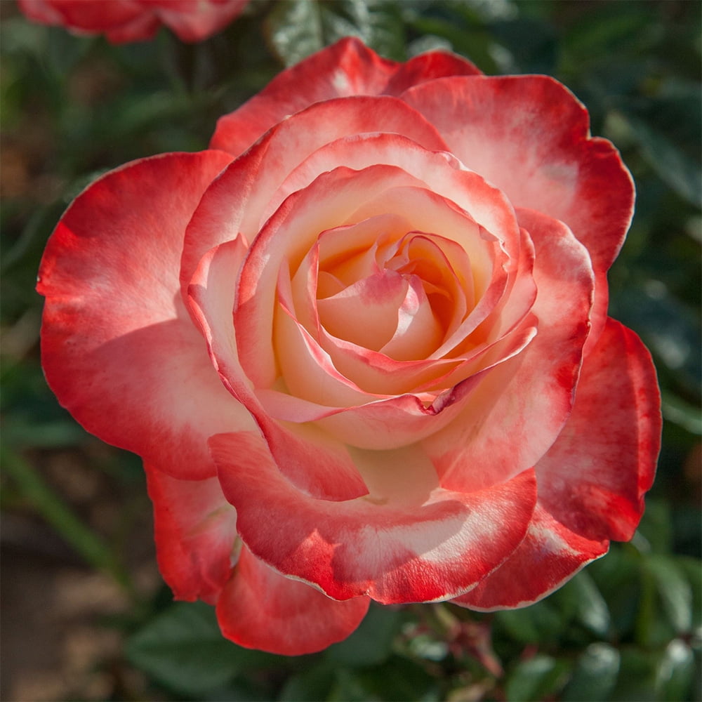 Heirloom Roses - Potted Mercury Rising Hybrid Tea Rose Plant for ...