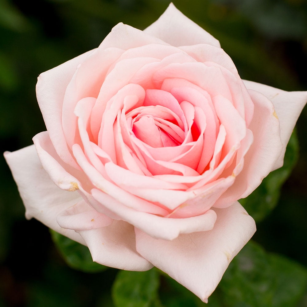Heirloom Roses - Royal Highness Hybrid Tea Rose Plant - Walmart.com