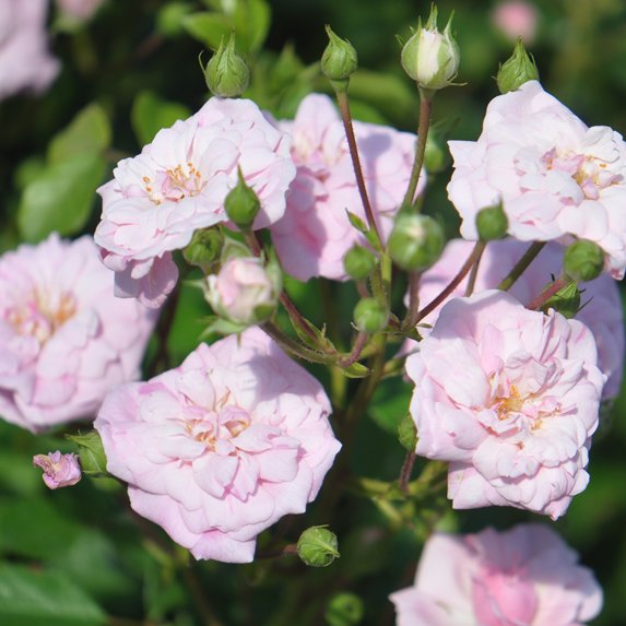 Heirloom Roses - Delivered Real Potted Outdoor Rose Bush - Rural ...