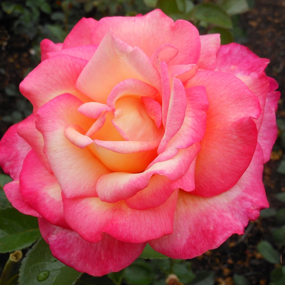 Heirloom Roses - Live Sheila's Perfume Floribunda Rose Plant - Walmart.com