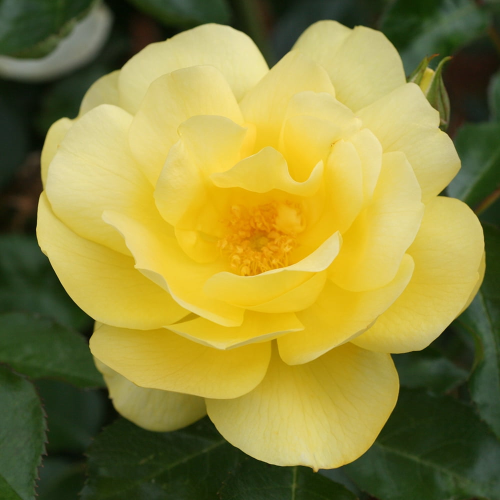 Heirloom Roses Shrub Rose Bush - The Morning Has Broken™ Live Plant ...