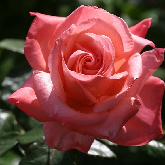 Heirloom Roses - Silver Jubilee® Hybrid Tea Rose Plant - Live Rose ...