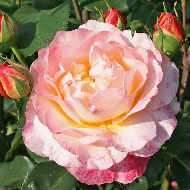 Heirloom Roses - Live Flower Bushes, Spiced Coffee Hybrid Tea Rose ...