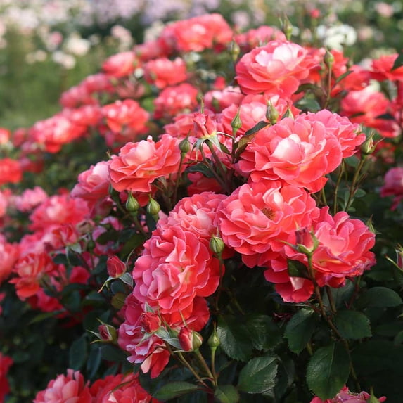 Heirloom Roses - Spirit Abundance English Legend Rose Plant - Walmart.com