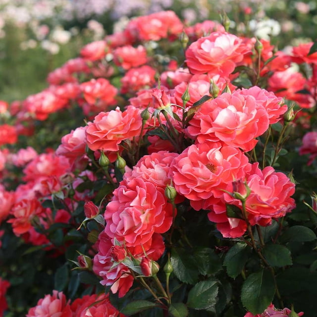 Heirloom Roses - Spirit Abundance English Legend Rose Plant - Walmart.com