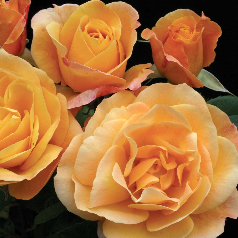 Heirloom Roses - Live Delivered Strike It Rich™ Grandiflora Rose Plant ...