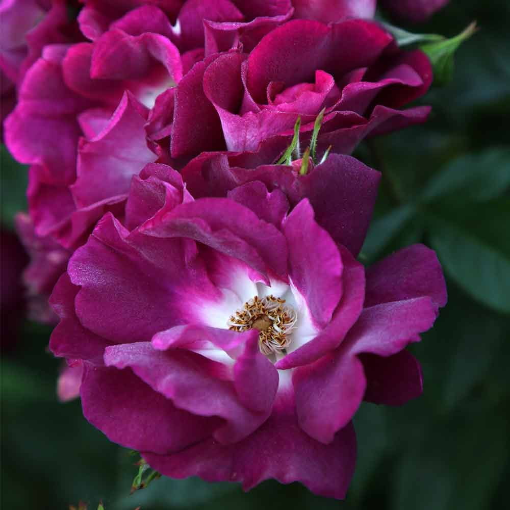 Heirloom Roses Sultry Sangria Purple Floribunda, 1 Gallon, Live Rose ...