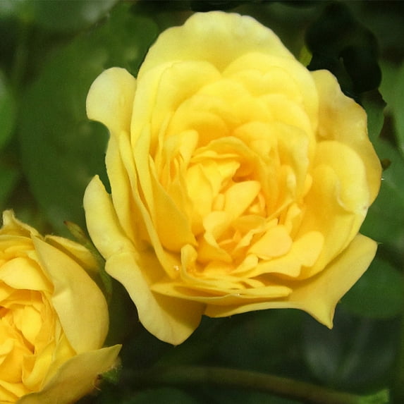 Heirloom Roses - Miniature Sunshine Sally Shrub Rose Bush - Fresh ...