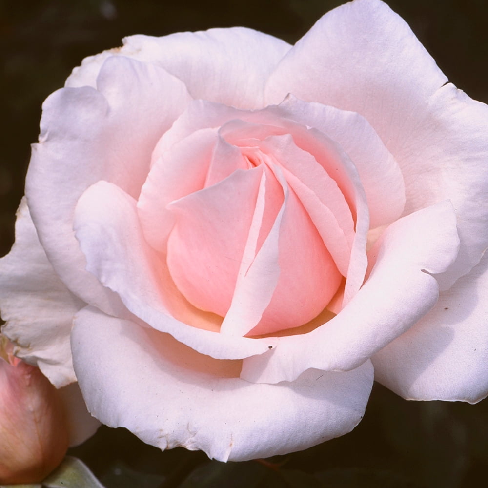 Heirloom Roses - Sweet Afton Hybrid Tea Rose Plant - Walmart.com