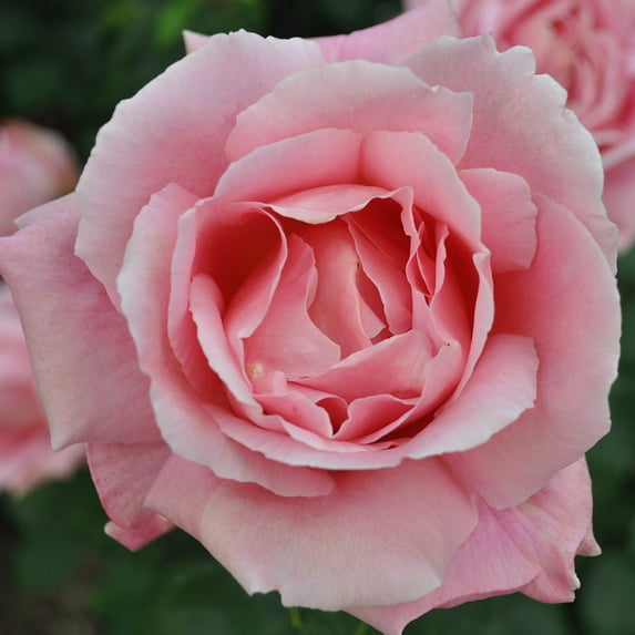 Heirloom Roses - Tiffany Hybrid Tea Rose Bush - Pink Rose Bushes ...