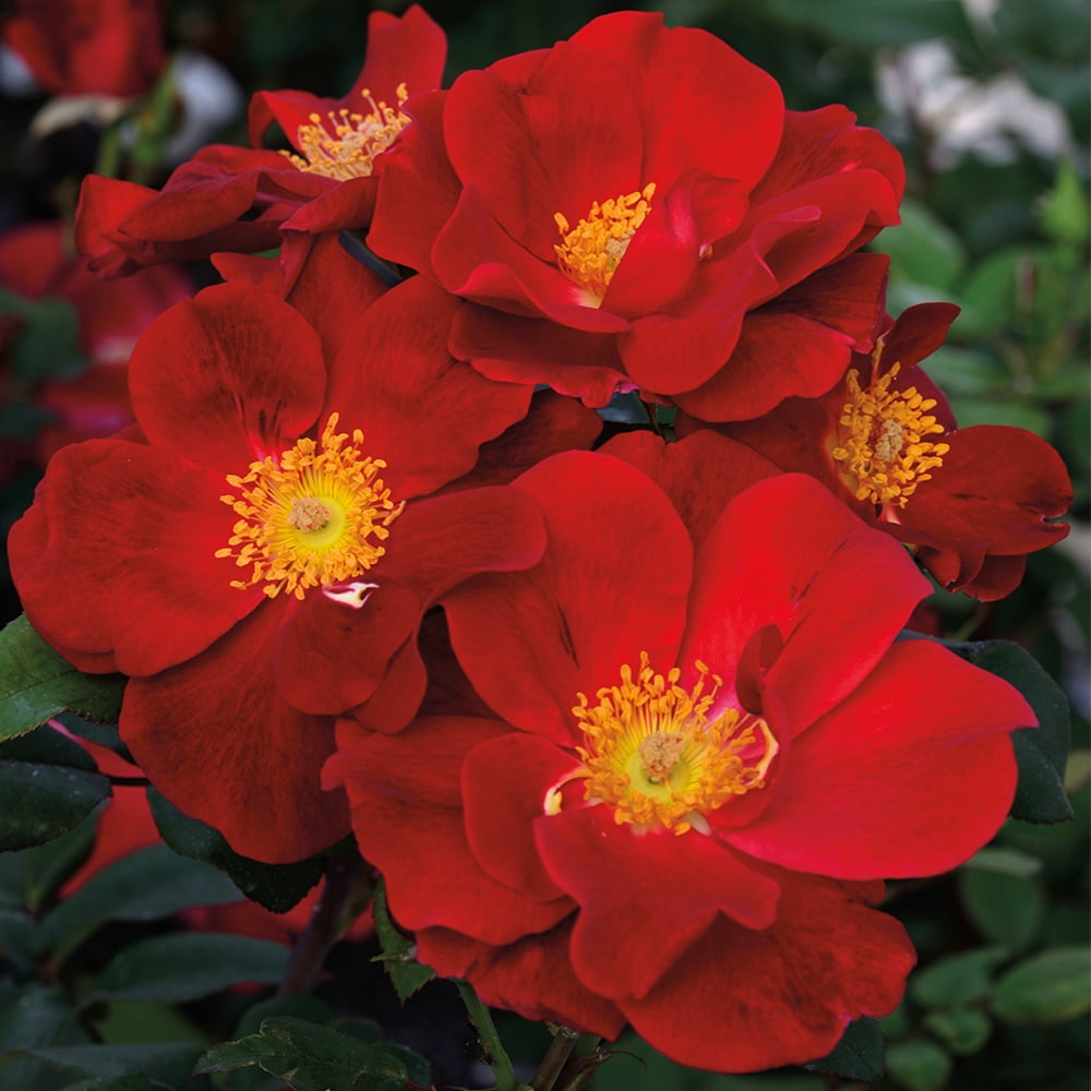 Heirloom Roses Top Gun Shrub Rose Live Shrub, Repeat Blooming & Hardy ...