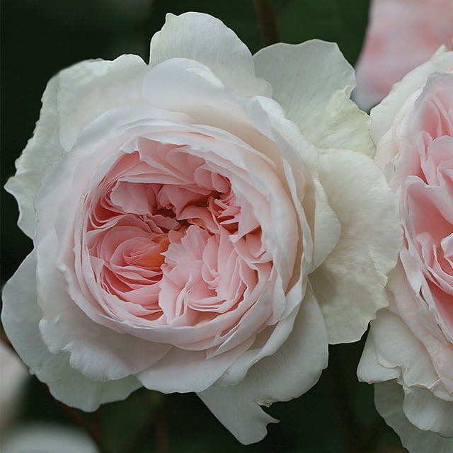 Heirloom Roses - Tranquility™ Shrub Rose Bush - Fragrant Roses Plants ...
