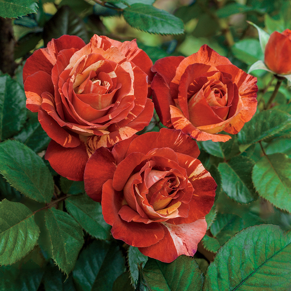 Heirloom Roses Rose Bush - Glowing Peace™ Grandiflora , Live Rose Plant ...