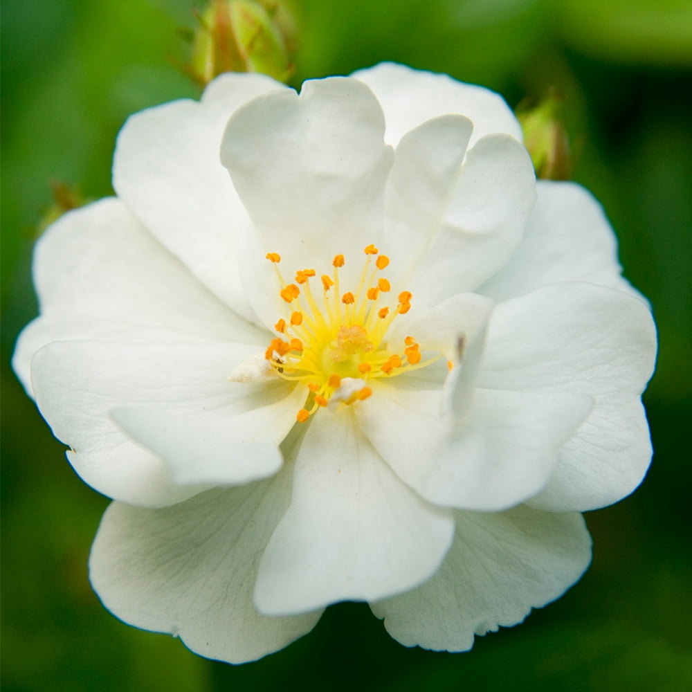 Heirloom Roses White Rose Bush - Cassie Shrub Rose Plant - Live Plants ...